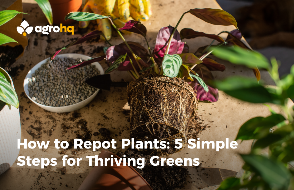 How to Repot Plants: 5 Simple Steps for Thriving Greens - Agrohq